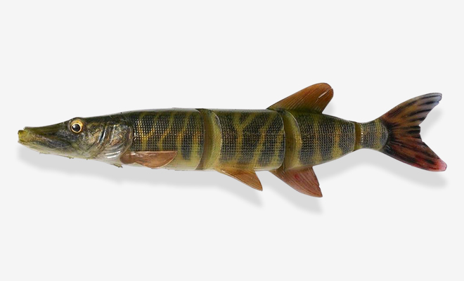 Explore Freshwater and Saltwater Fishing Lures and Rods - Savage Gear US